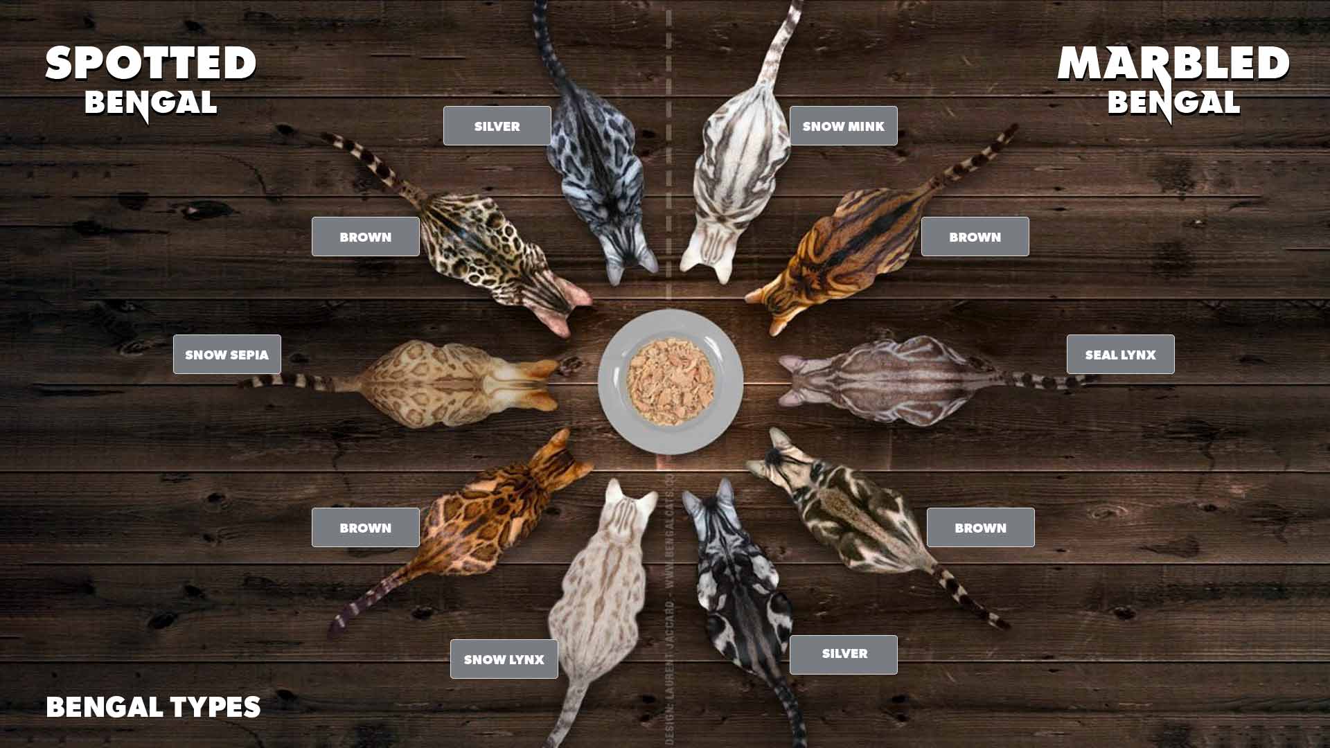 Bengal Kitten Availability (and Bengal cats) - Iconic Bengal Cat Breeders